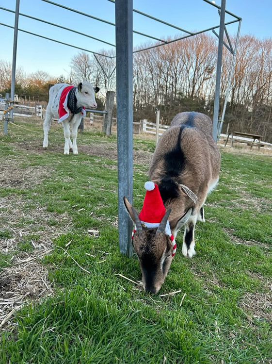 クリスマスシーズンの動物たち（ヤギ・子牛） – ボラバイト POST